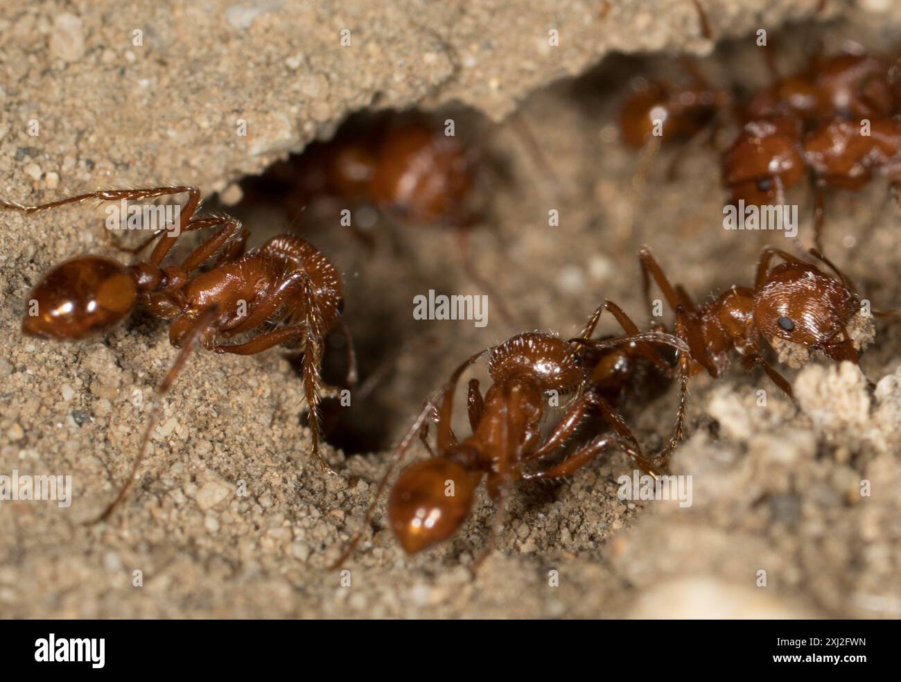 California Harvester Ant (Pogonomyrmex californicus) Insecta Stock ...