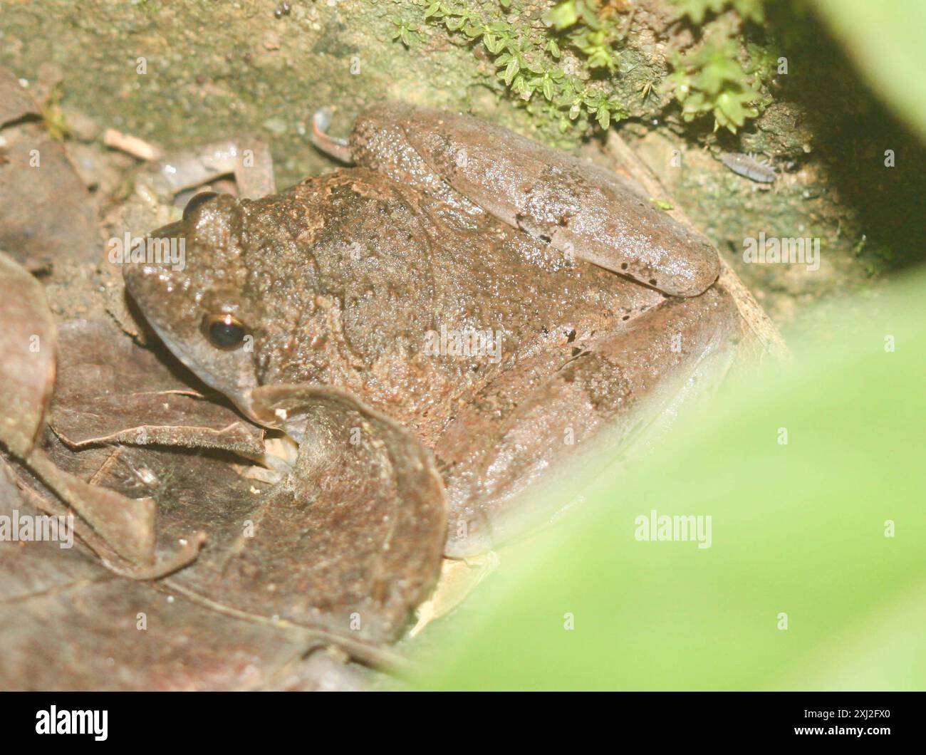 Large Pygmy Frog (Microhyla berdmorei) Amphibia Stock Photo - Alamy