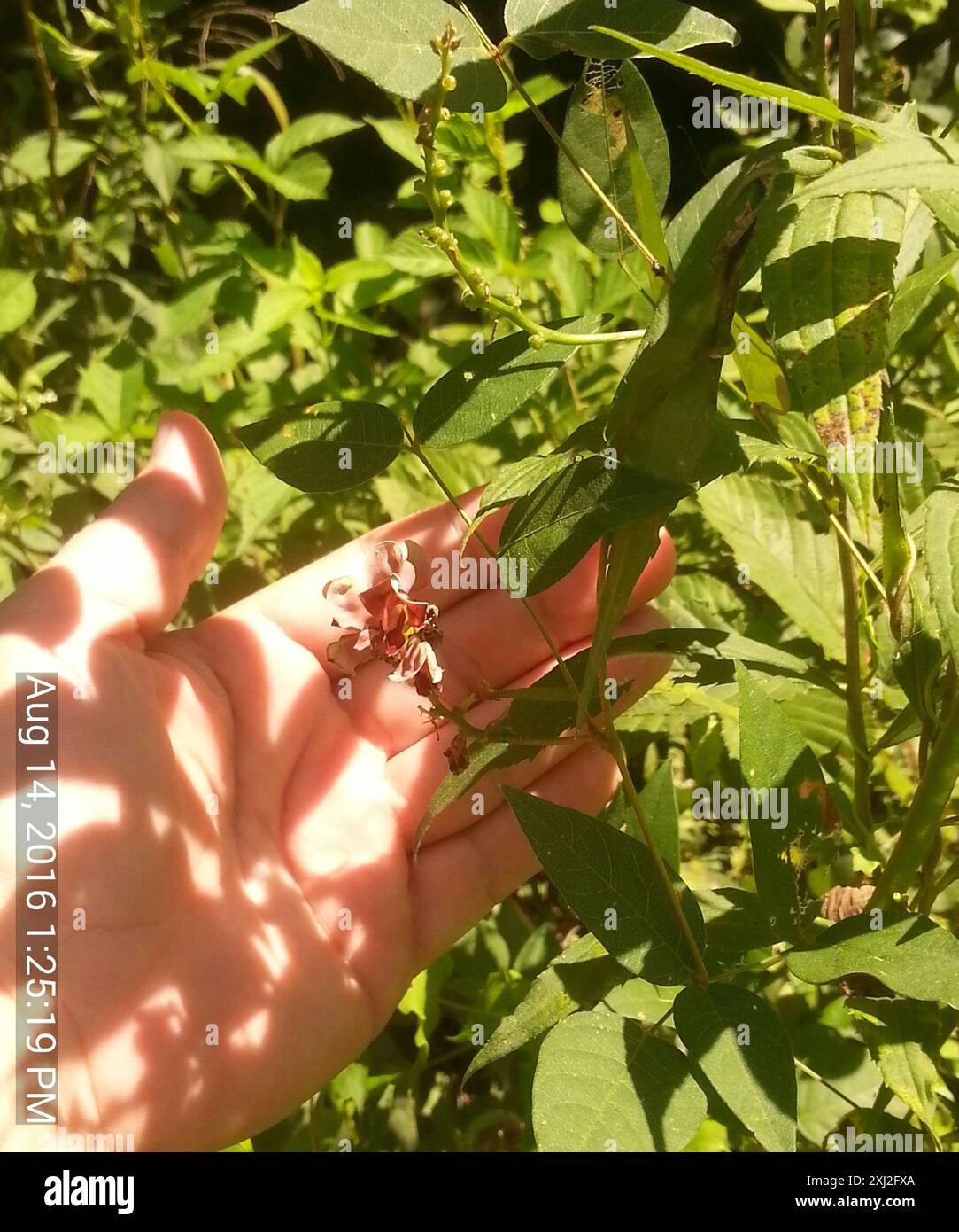 American groundnut (Apios americana) Plantae Stock Photo - Alamy