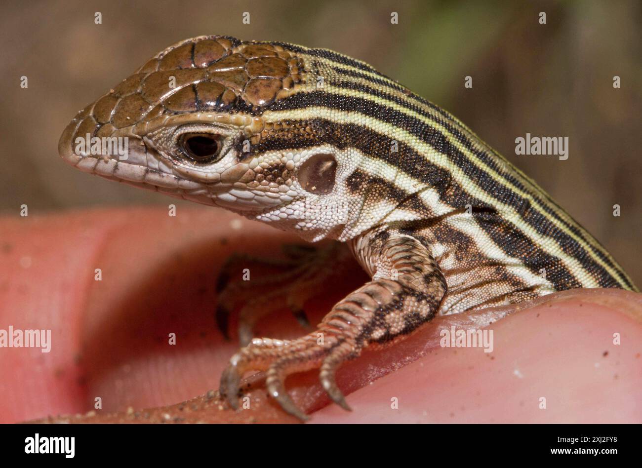 Common Spotted Whiptail (Aspidoscelis gularis) Reptilia Stock Photo - Alamy