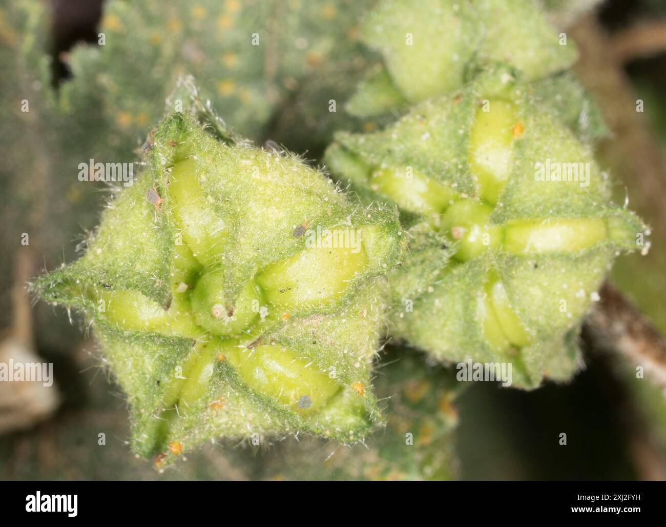 Cretan mallow (Malva multiflora) Plantae Stock Photo - Alamy
