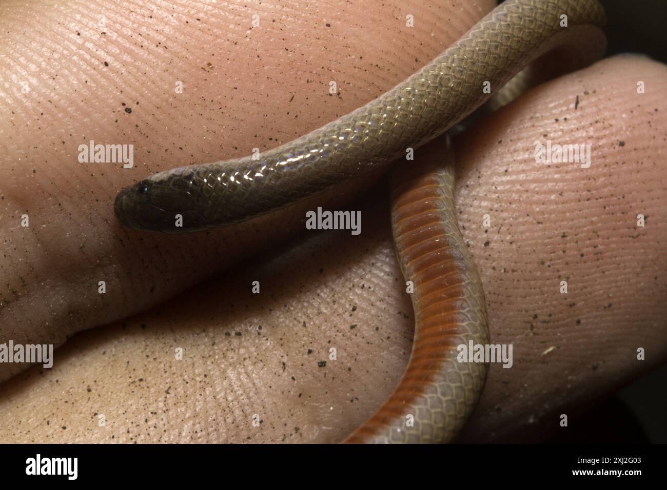 Tantilla snake hi-res stock photography and images - Alamy