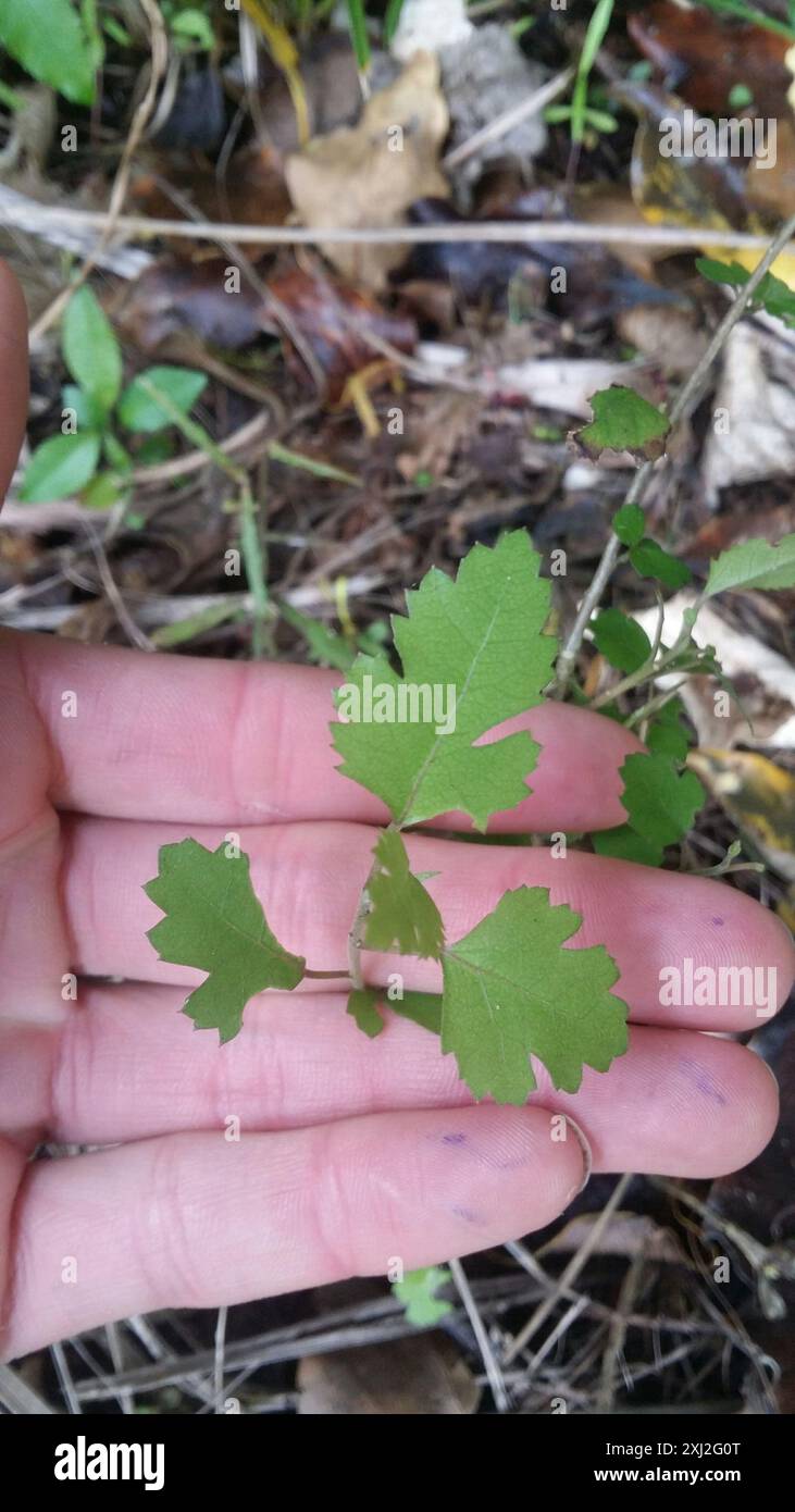 Hoheria hi-res stock photography and images - Alamy