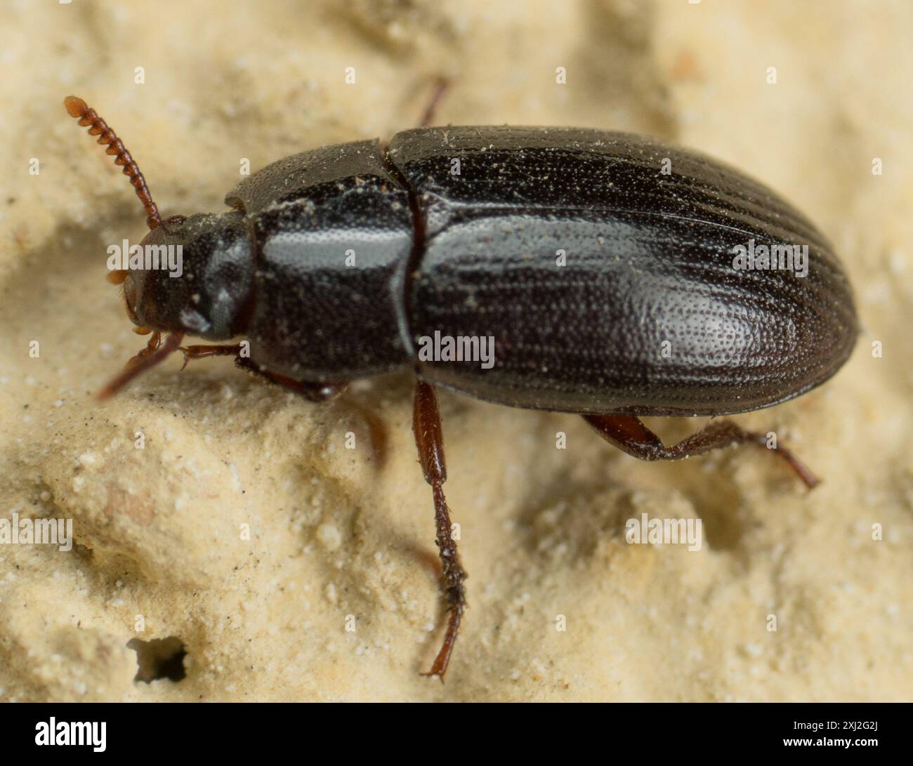 Lesser Mealworm Alphitobius Diaperinus Phil Bendle Collection:Beetle