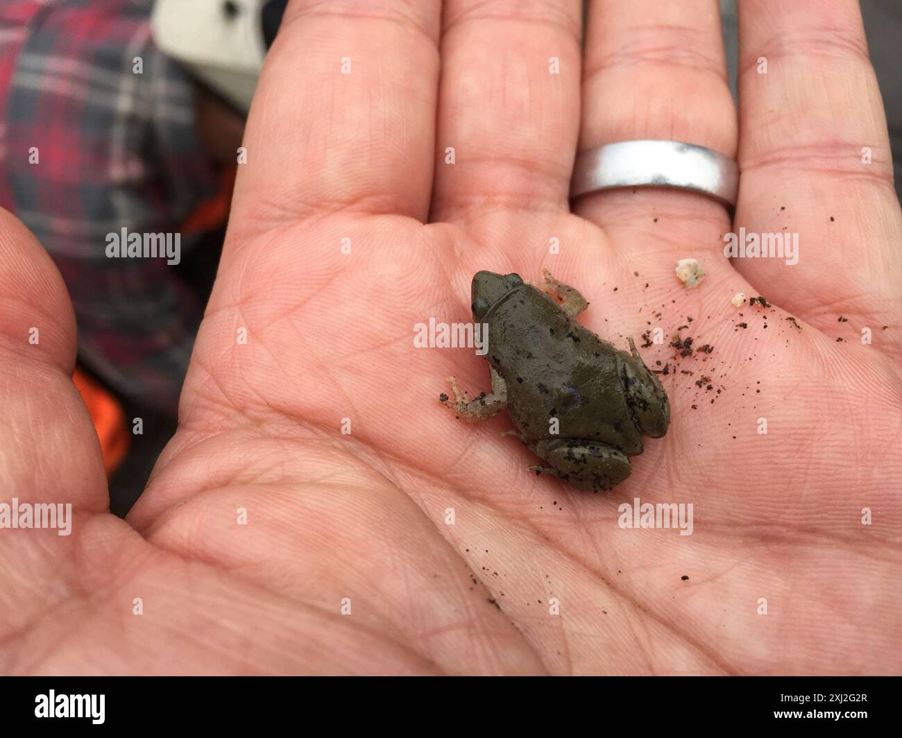 Western Narrow-mouthed Toad (Gastrophryne olivacea) Amphibia Stock ...