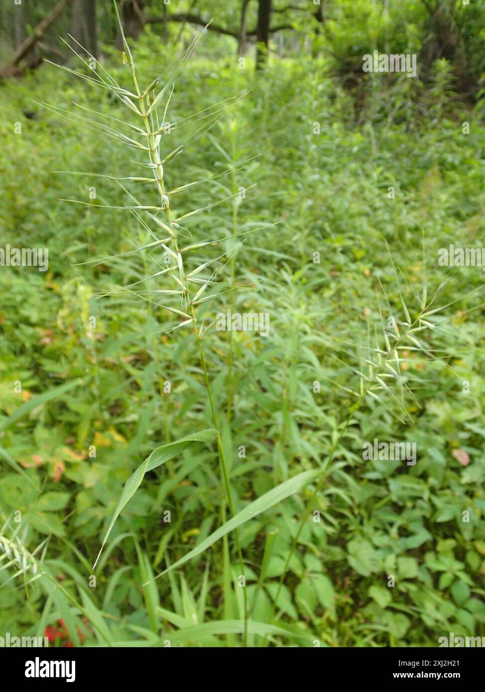 bottlebrush grass (Elymus hystrix) Plantae Stock Photo - Alamy