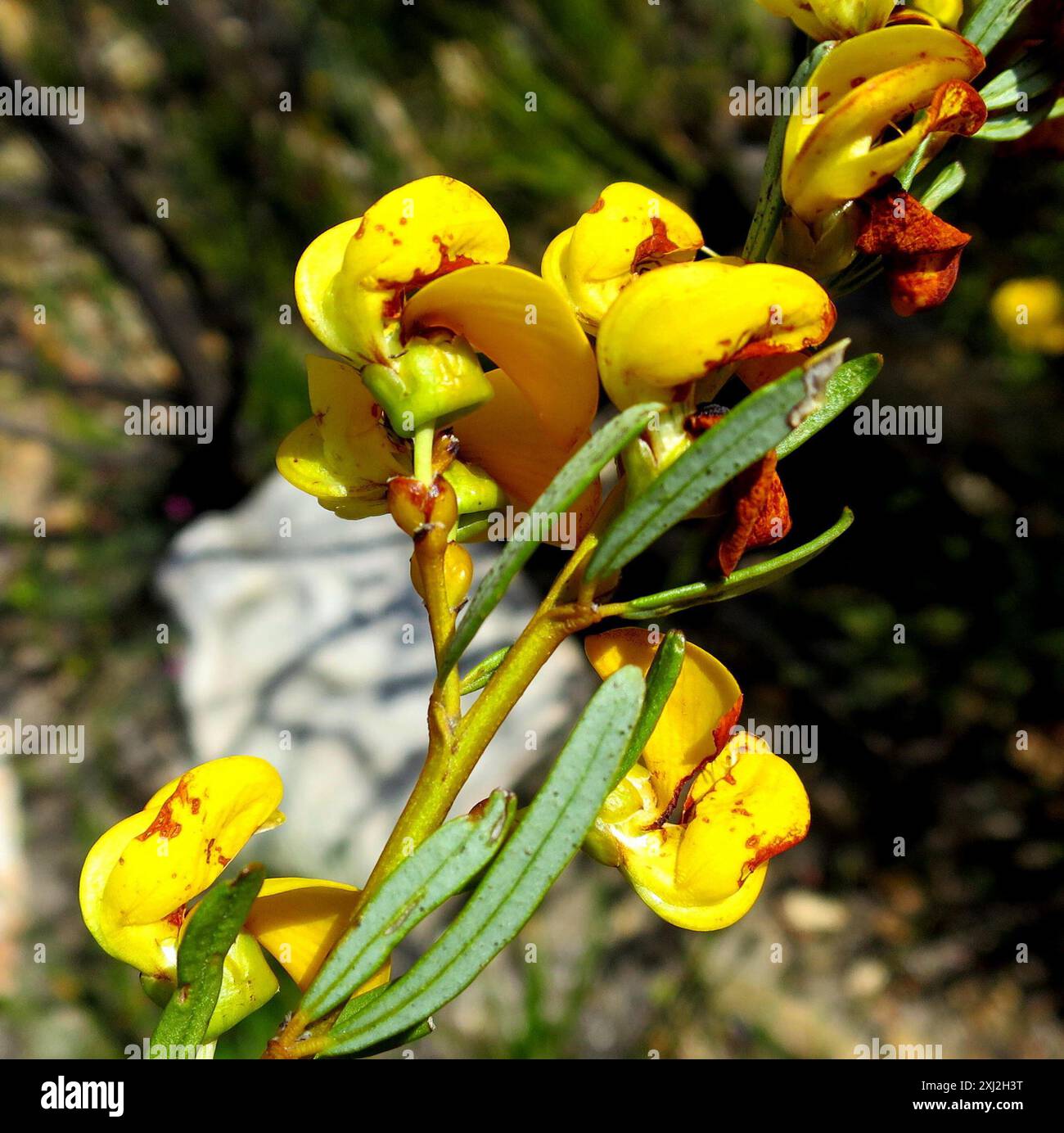 Mountain Honeybush (Cyclopia intermedia) Plantae Stock Photo - Alamy