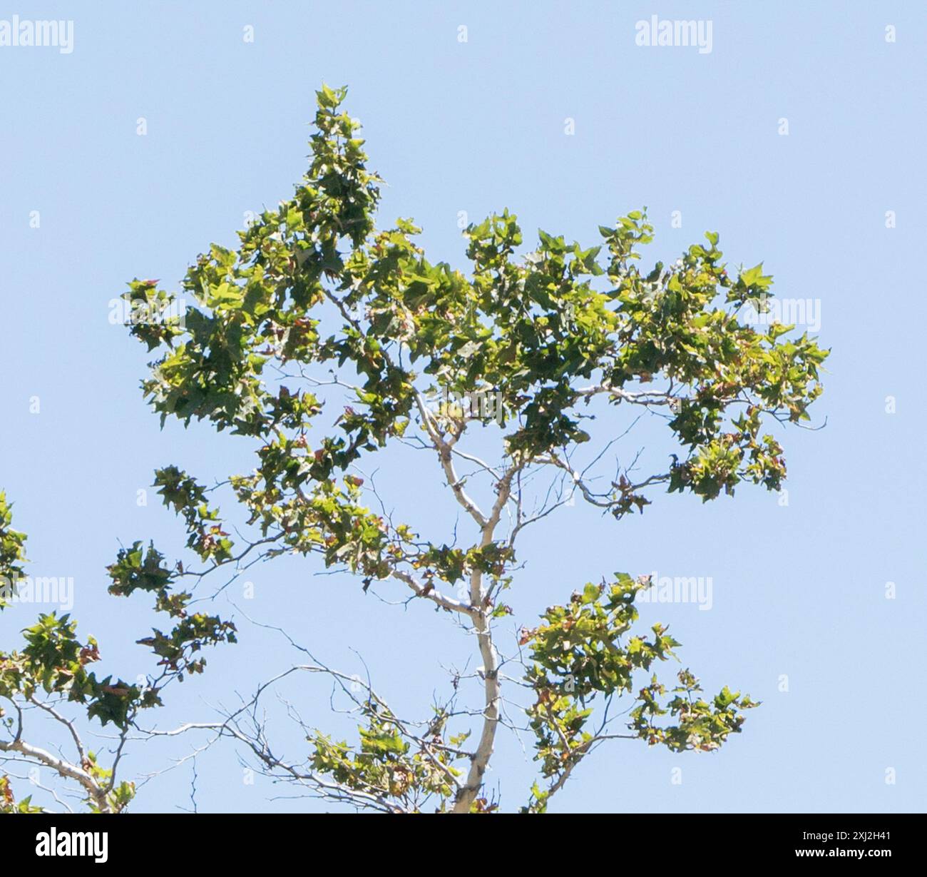 western sycamore (Platanus racemosa) Plantae Stock Photo - Alamy