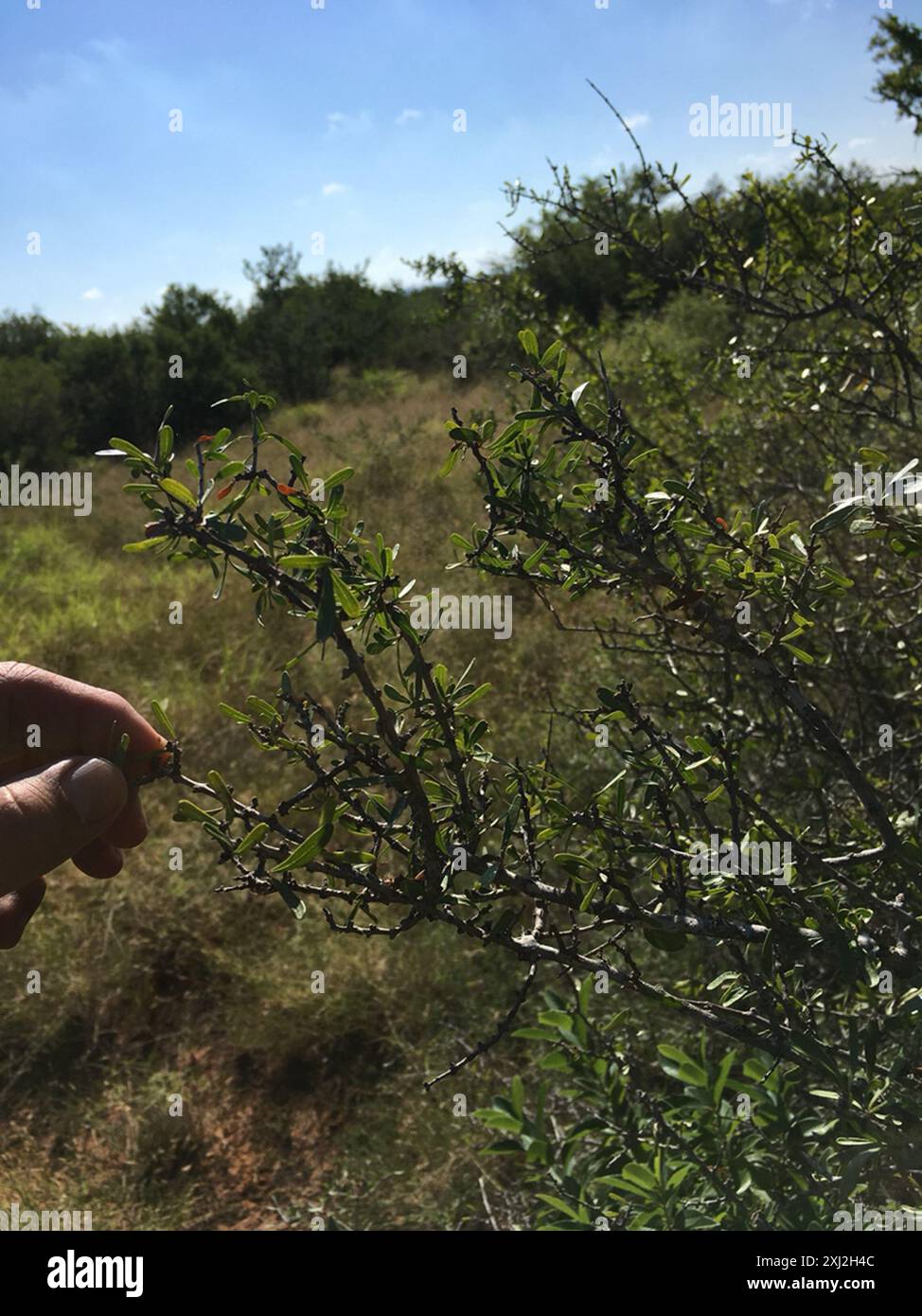 Narrowleaf Forestiera (Forestiera angustifolia) Plantae Stock Photo - Alamy