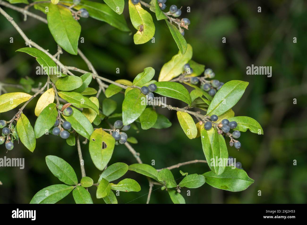 Chinese privet (Ligustrum sinense) Plantae Stock Photo - Alamy