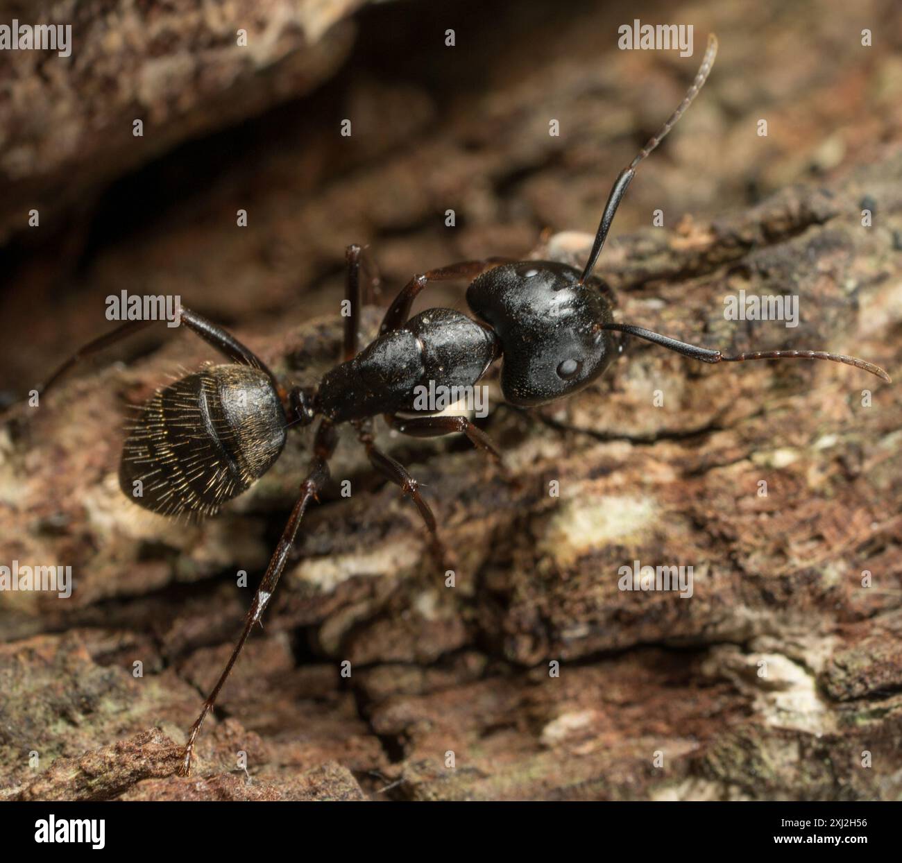 Eastern Black Carpenter Ant (Camponotus pennsylvanicus) Insecta Stock ...