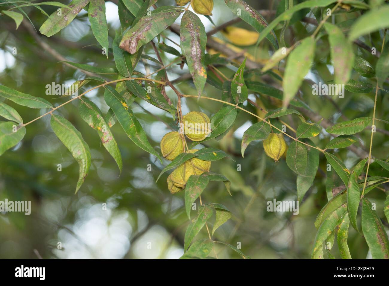 water hickory (Carya aquatica) Plantae Stock Photo - Alamy