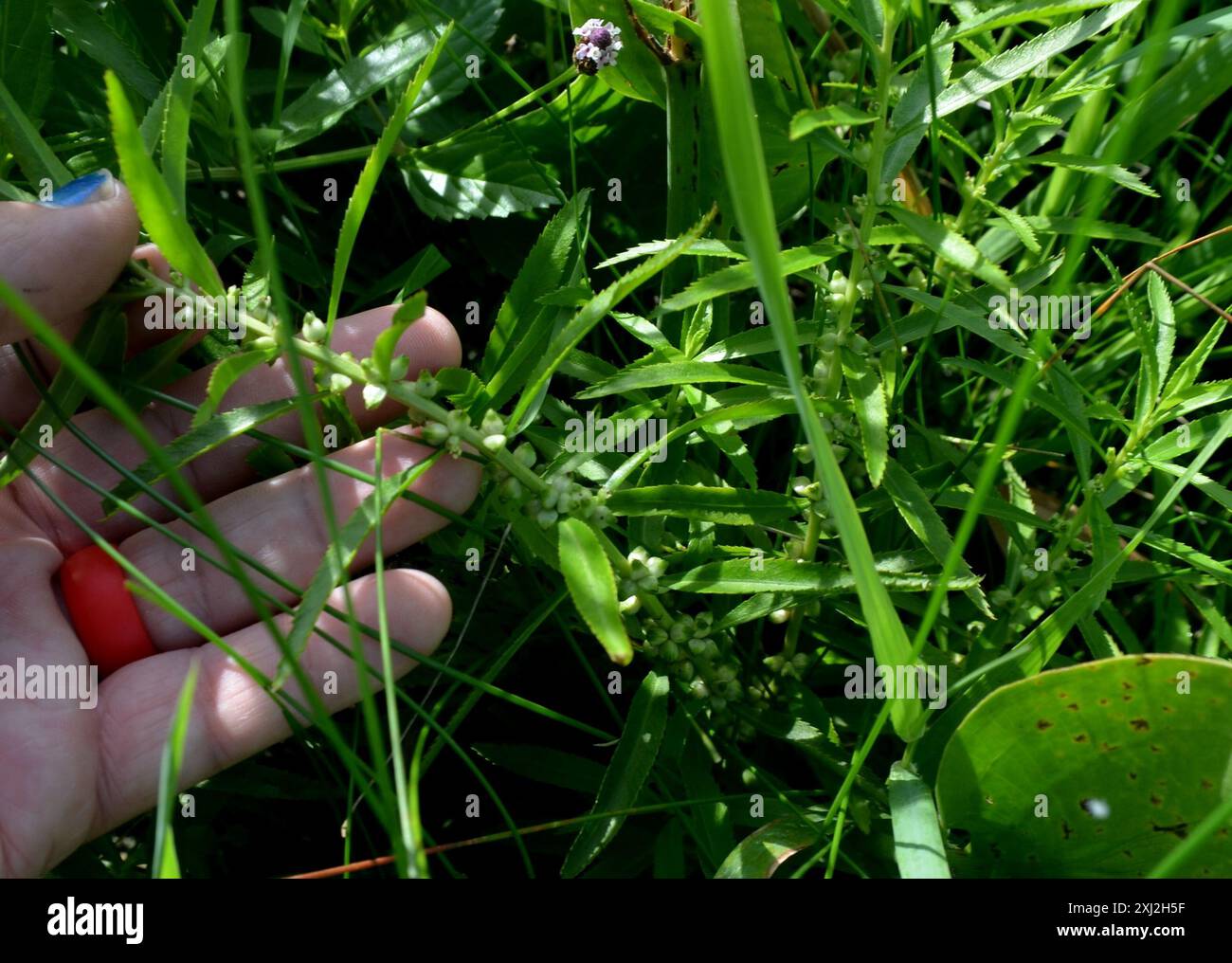 marsh mermaidweed (Proserpinaca palustris) Plantae Stock Photo - Alamy