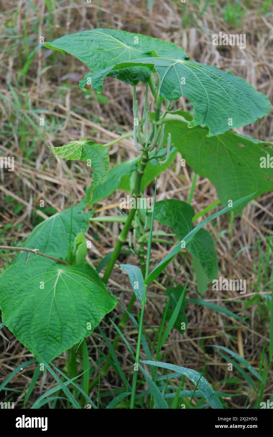 pariparoba (Piper peltatum) Plantae Stock Photo - Alamy