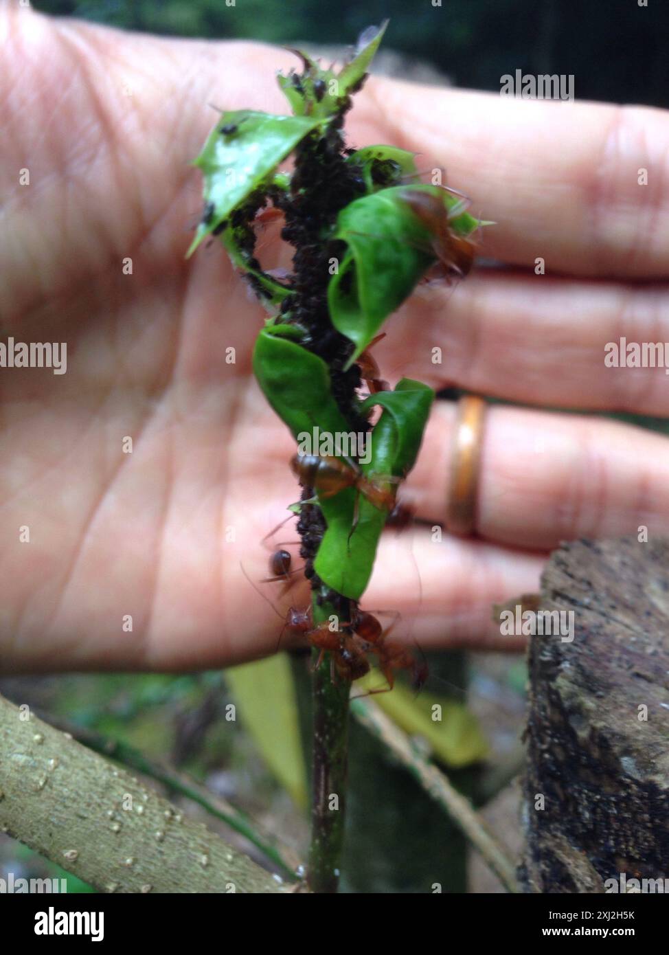 Chestnut Carpenter Ant (Camponotus castaneus) Insecta Stock Photo - Alamy