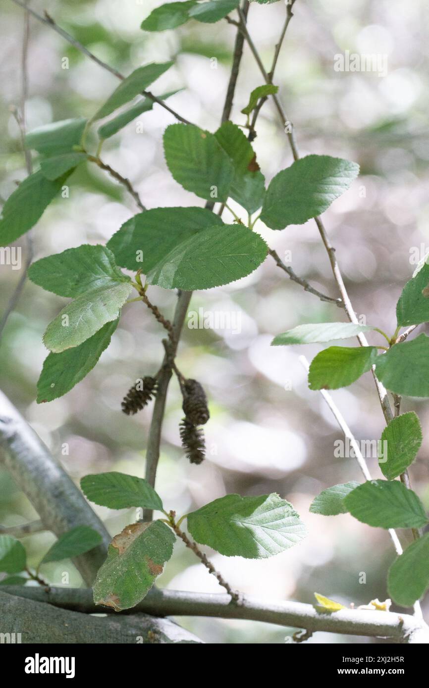 white alder (Alnus rhombifolia) Plantae Stock Photo - Alamy