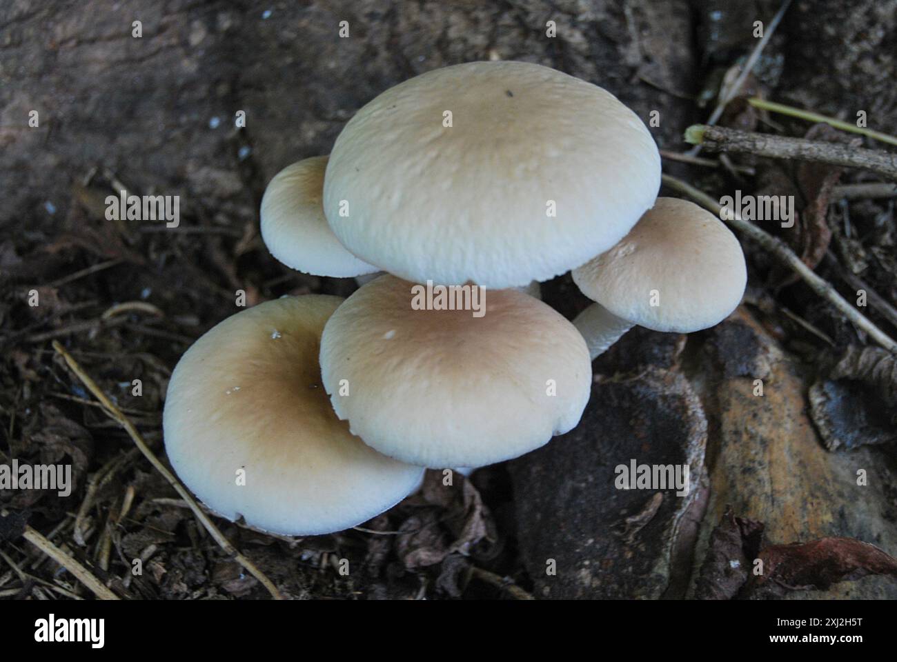 Cyclocybe cylindracea hi-res stock photography and images - Alamy