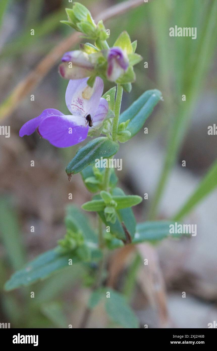 Purple Chinese Houses (Collinsia heterophylla) Plantae Stock Photo - Alamy