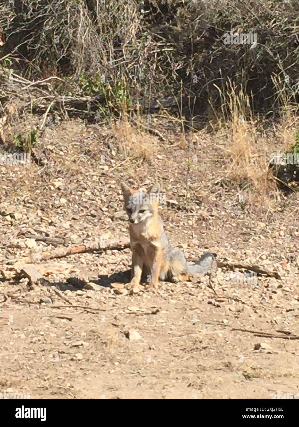 Gray Fox (Urocyon cinereoargenteus) Mammalia Stock Photo - Alamy