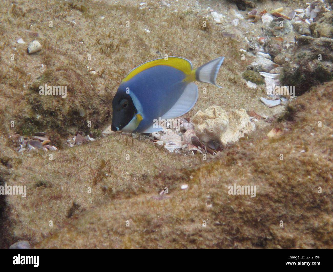 Powder Blue Tang (Acanthurus leucosternon) Actinopterygii Stock Photo ...
