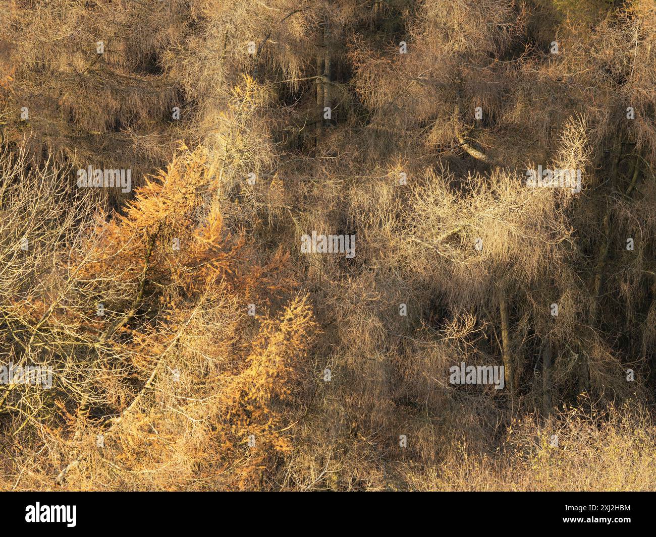 South Shropshire landscapes and woodland viewed from Hopesay Common ...