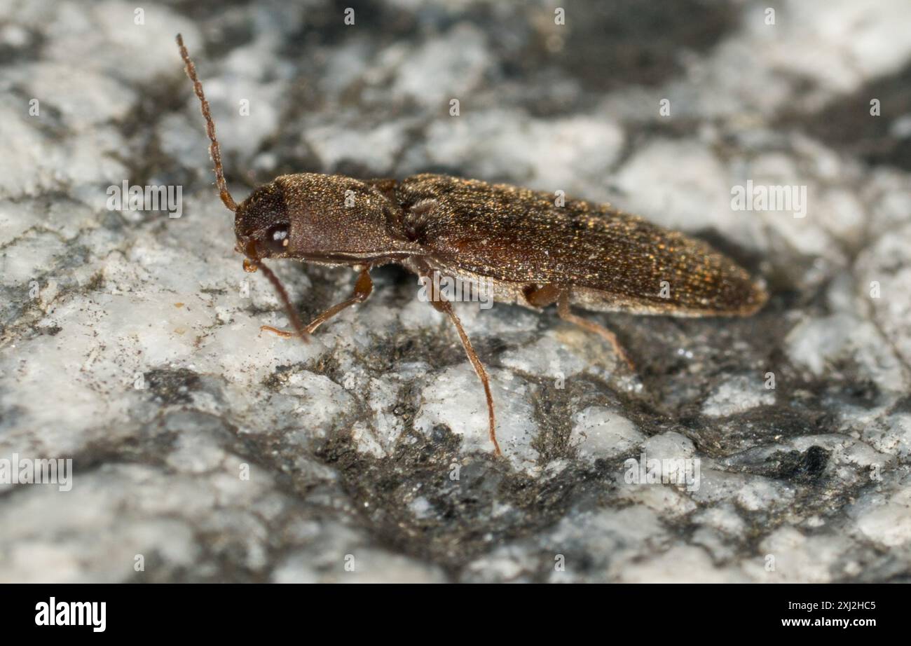 Click Beetles (Elateridae) Insecta Stock Photo - Alamy
