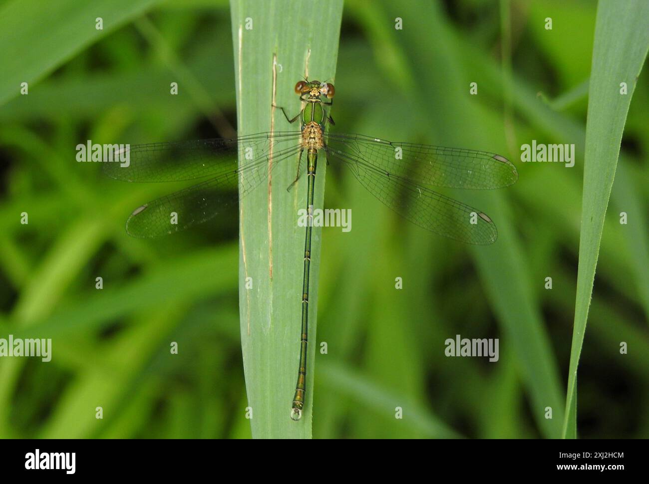 Western Willow Spreadwing (Chalcolestes viridis) Insecta Stock Photo ...