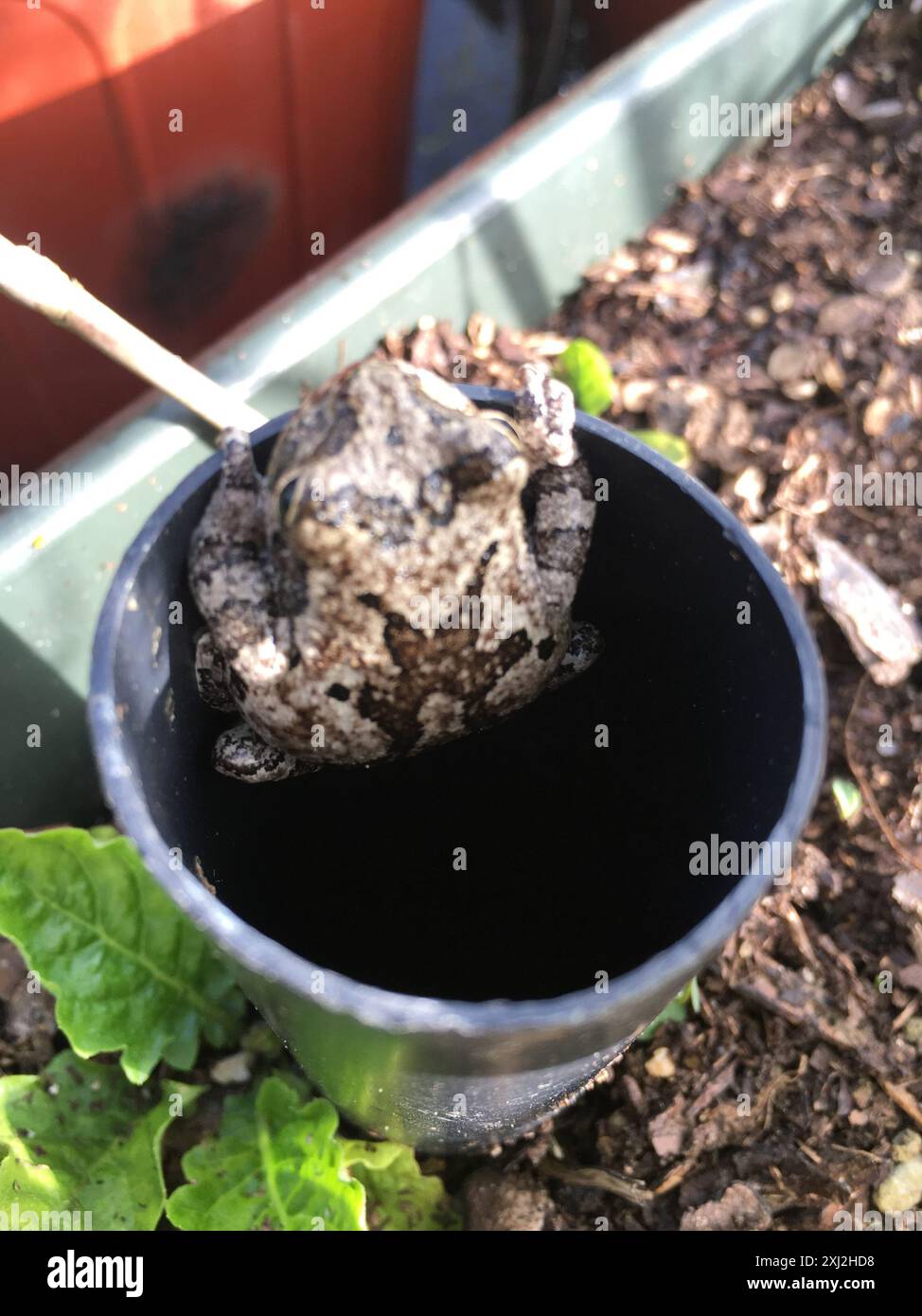 Holarctic Treefrogs (Hyla) Amphibia Stock Photo - Alamy