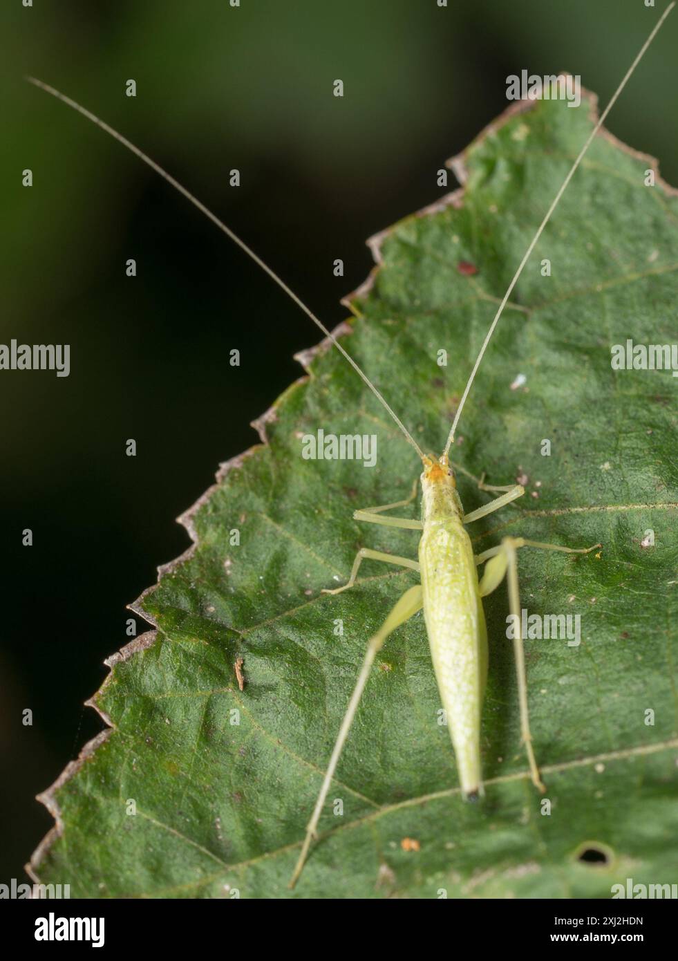 Common Tree Crickets (Oecanthus) Insecta Stock Photo - Alamy