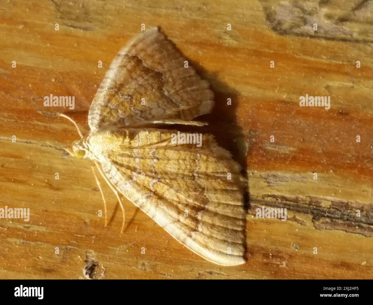 Yellow Shell Moth (Camptogramma bilineata) Insecta Stock Photo - Alamy