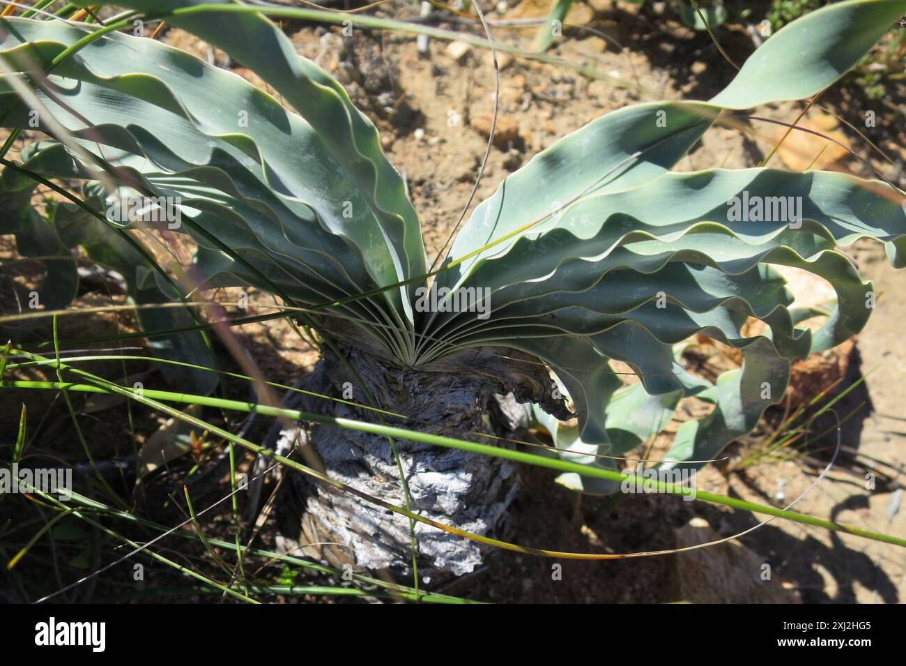 Poison-bulb (Boophone disticha) Plantae Stock Photo - Alamy