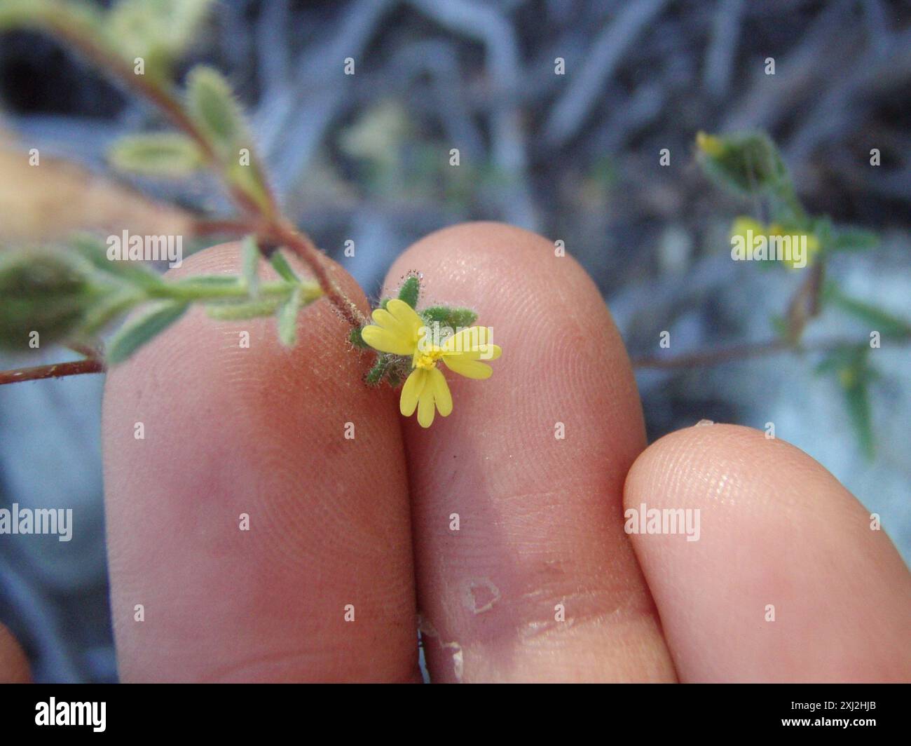 mountain tarweed (Madia glomerata) Plantae Stock Photo - Alamy