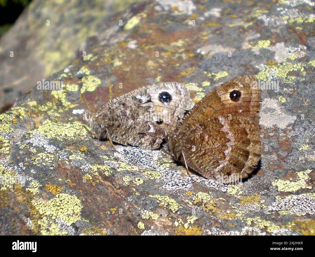 Black Satyr (Satyrus actaea) Insecta Stock Photo - Alamy