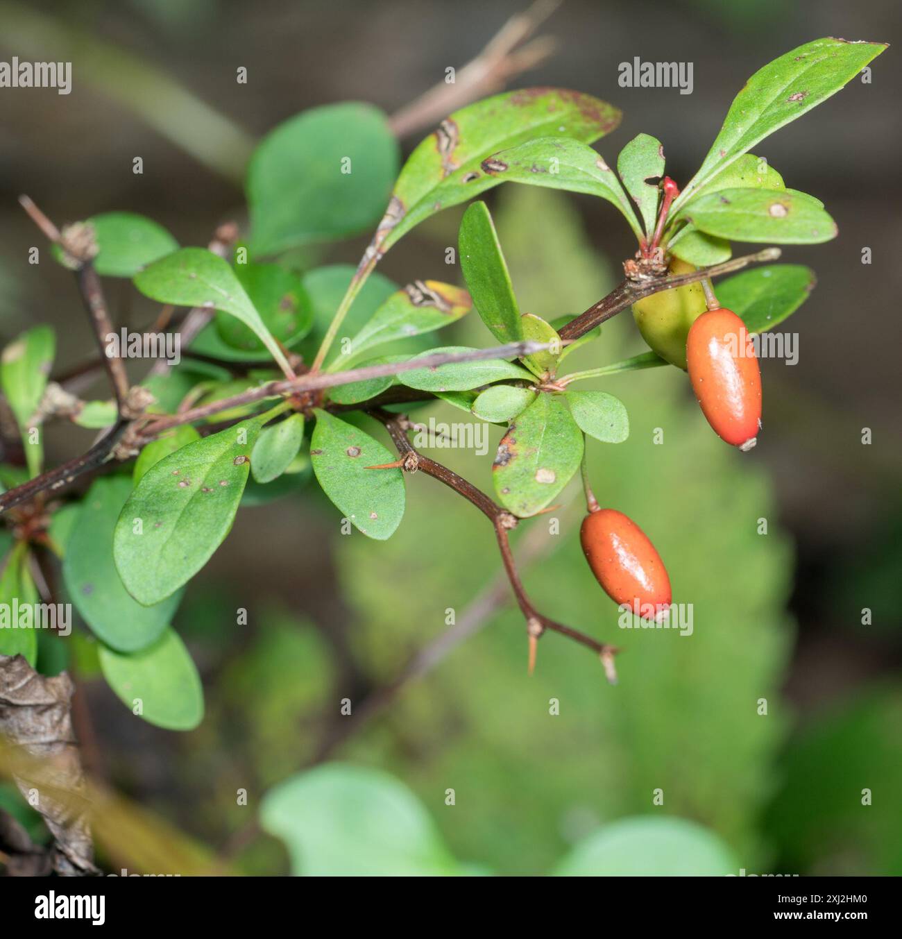 Japanese barberry (Berberis thunbergii) Plantae Stock Photo - Alamy