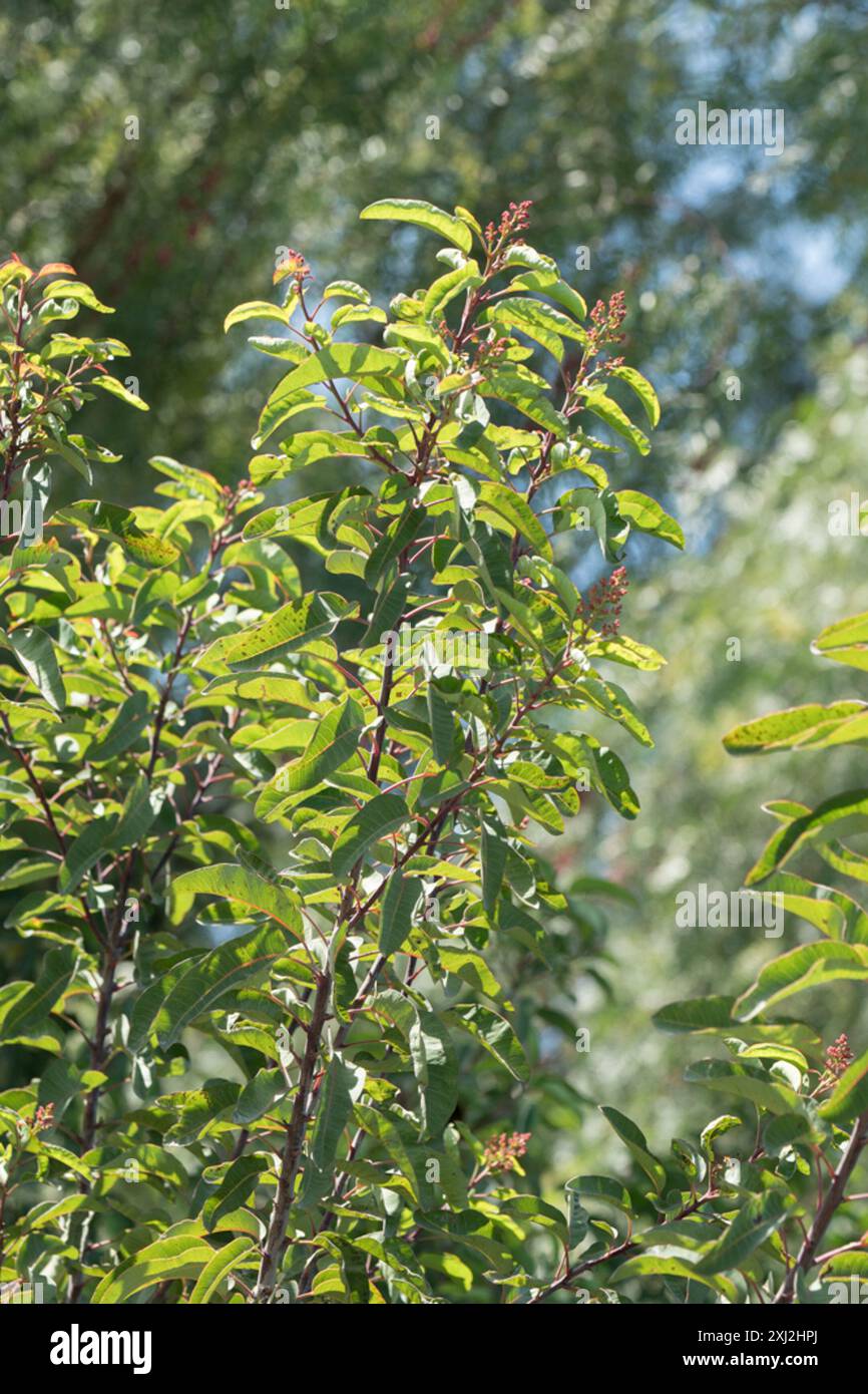laurel sumac (Malosma laurina) Plantae Stock Photo - Alamy