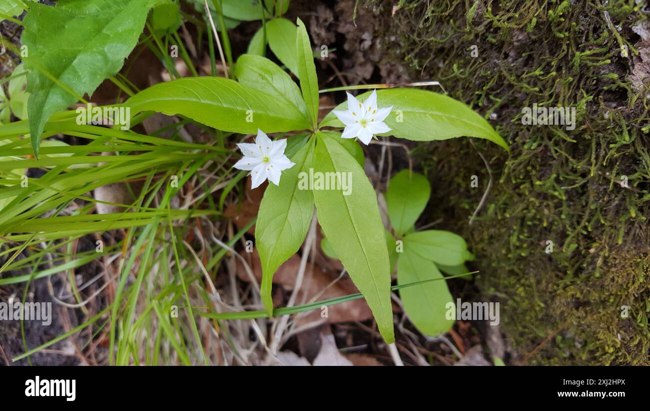 northern starflower (Lysimachia borealis) Plantae Stock Photo - Alamy