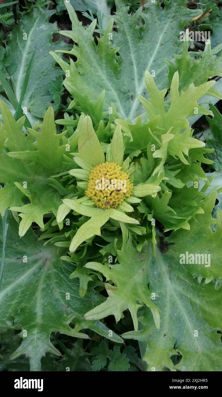 Footsteps of spring (Sanicula arctopoides) Plantae Stock Photo - Alamy