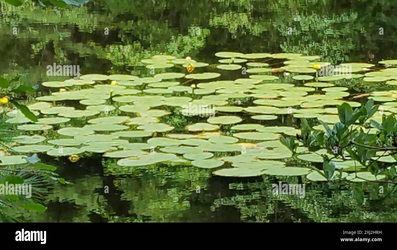 Variegated Yellow Pond-Lily (Nuphar variegata) Plantae Stock Photo - Alamy