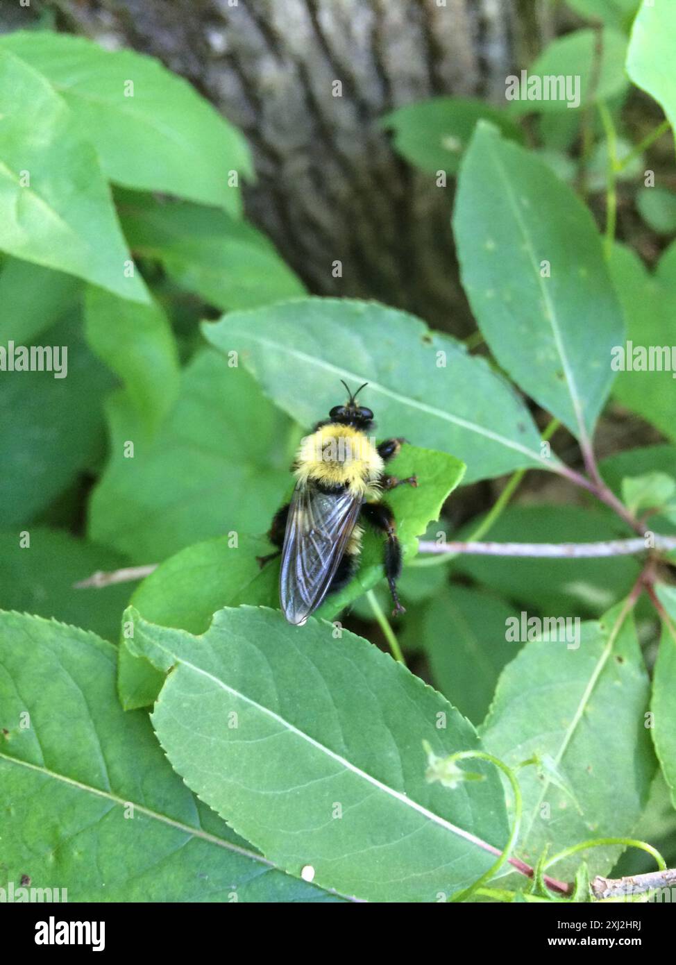 Eastern Yellow-backed Laphria (Laphria thoracica) Insecta Stock Photo ...