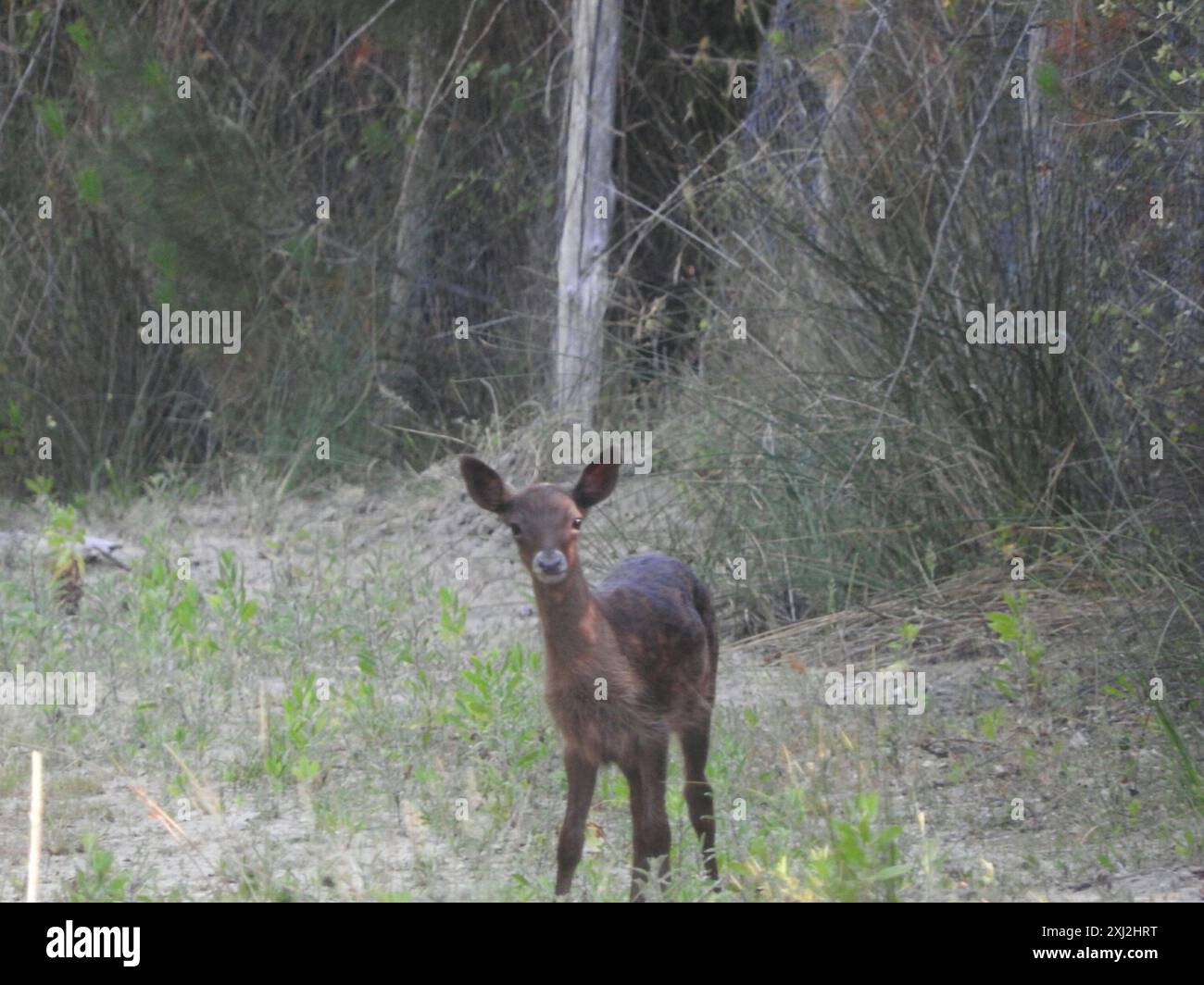 European Fallow Deer (Dama dama) Mammalia Stock Photo - Alamy
