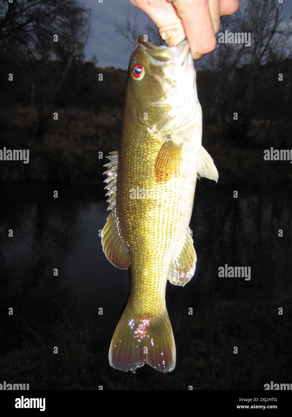 Redeye bass hi-res stock photography and images - Alamy