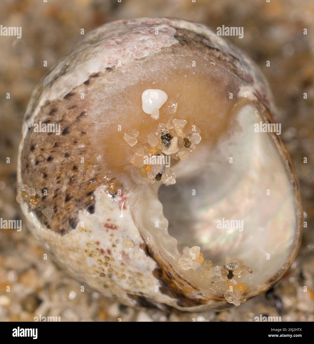 Western Banded Tegula (Tegula eiseni) Mollusca Stock Photo - Alamy