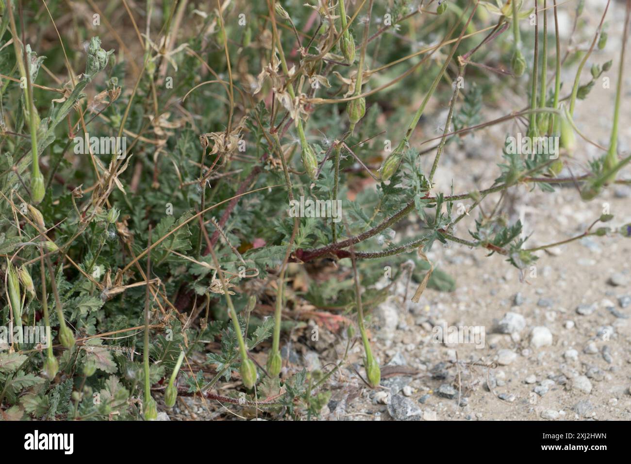 Mediterranean Stork's-bill (Erodium botrys) Plantae Stock Photo - Alamy