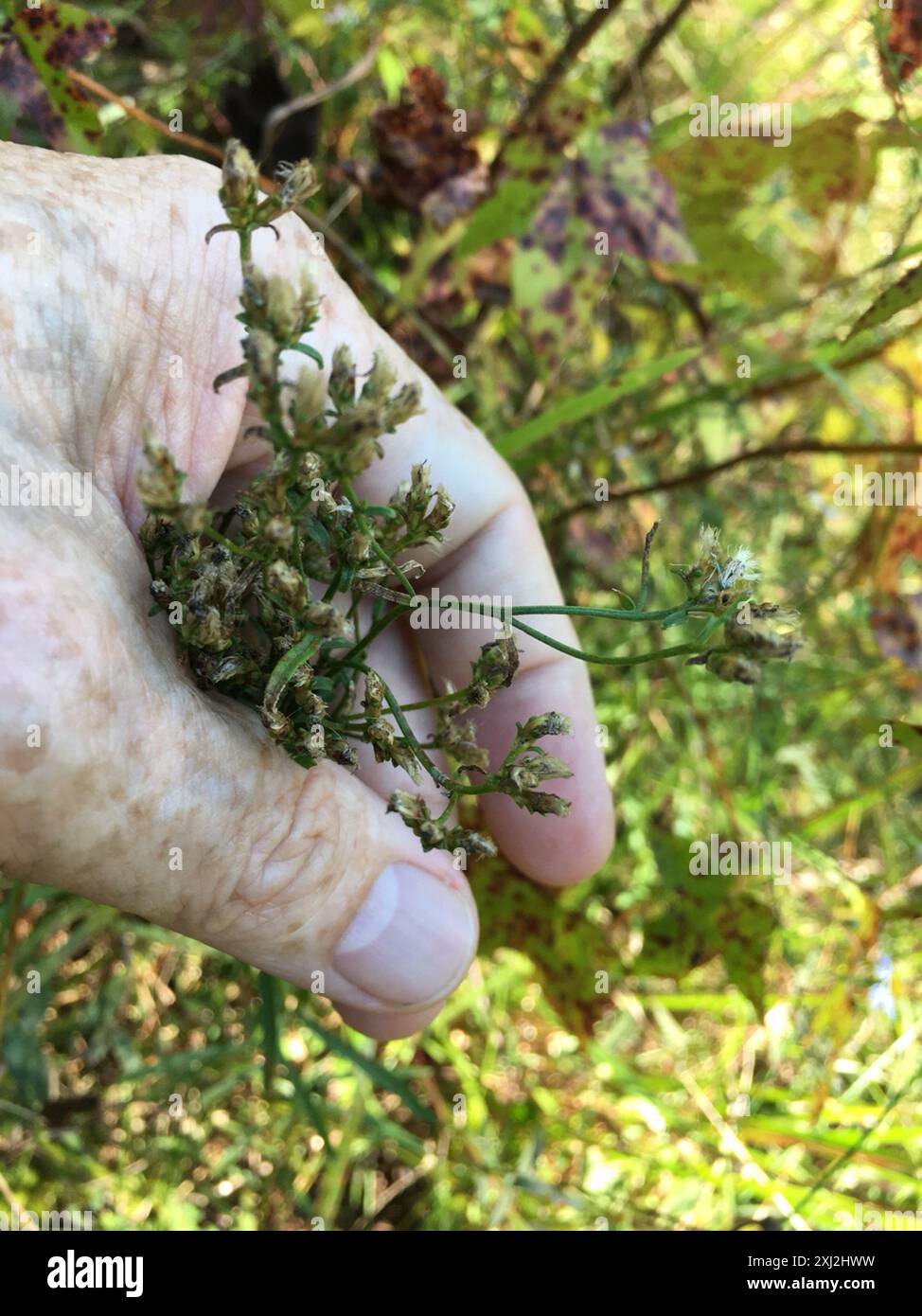 Narrowleaf Whitetop Aster (Sericocarpus linifolius) Plantae Stock Photo ...