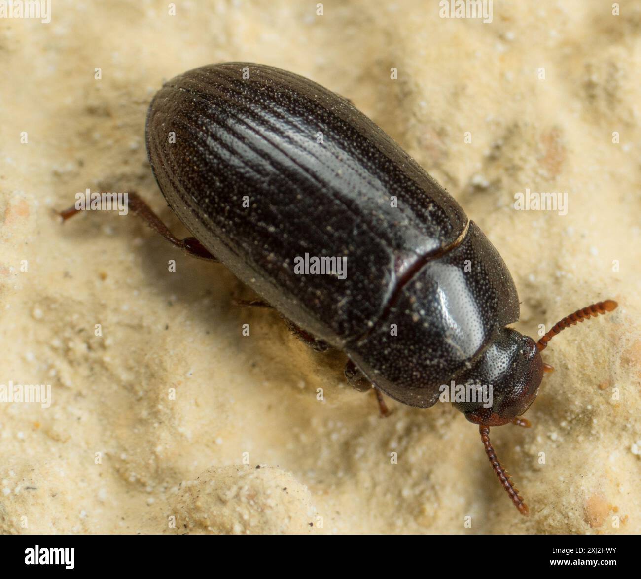 Lesser Mealworm (Alphitobius diaperinus) Insecta Stock Photo - Alamy