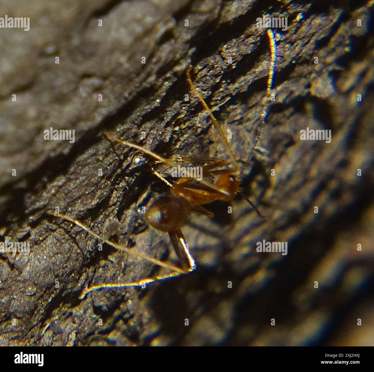 Yellow Crazy Ant (Anoplolepis gracilipes) Insecta Stock Photo - Alamy