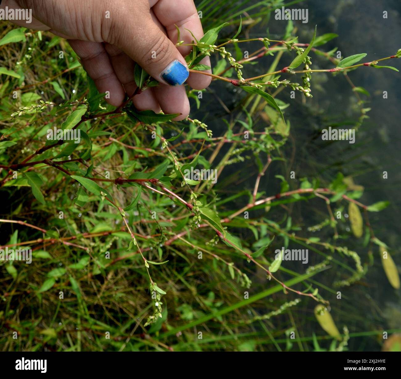 waterpepper (Persicaria hydropiper) Plantae Stock Photo - Alamy