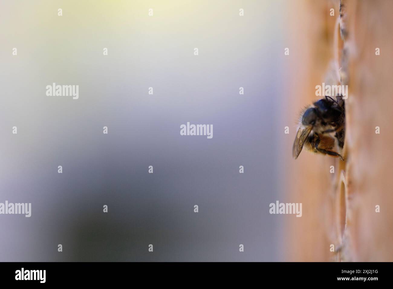 nature yellow/black wild bee macro/close-up at the bee hotel ...