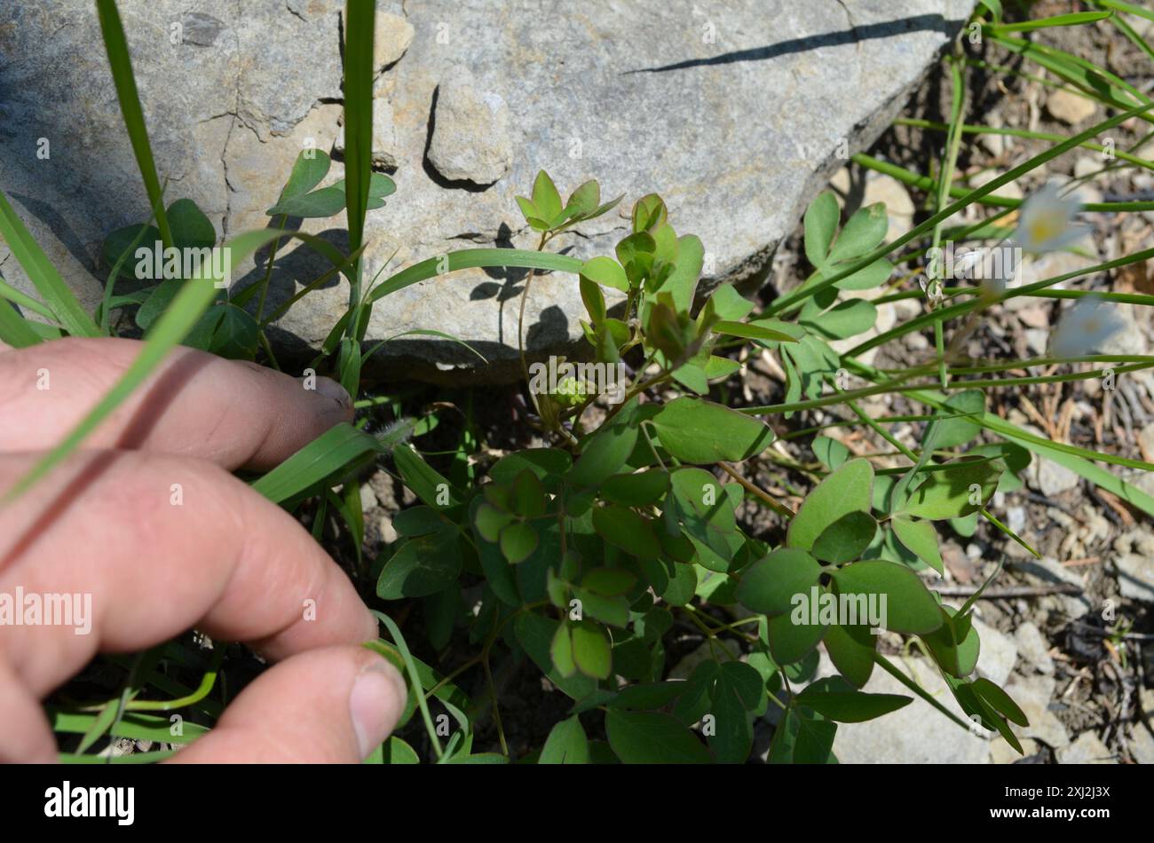yellow pimpernel (Taenidia integerrima) Plantae Stock Photo - Alamy