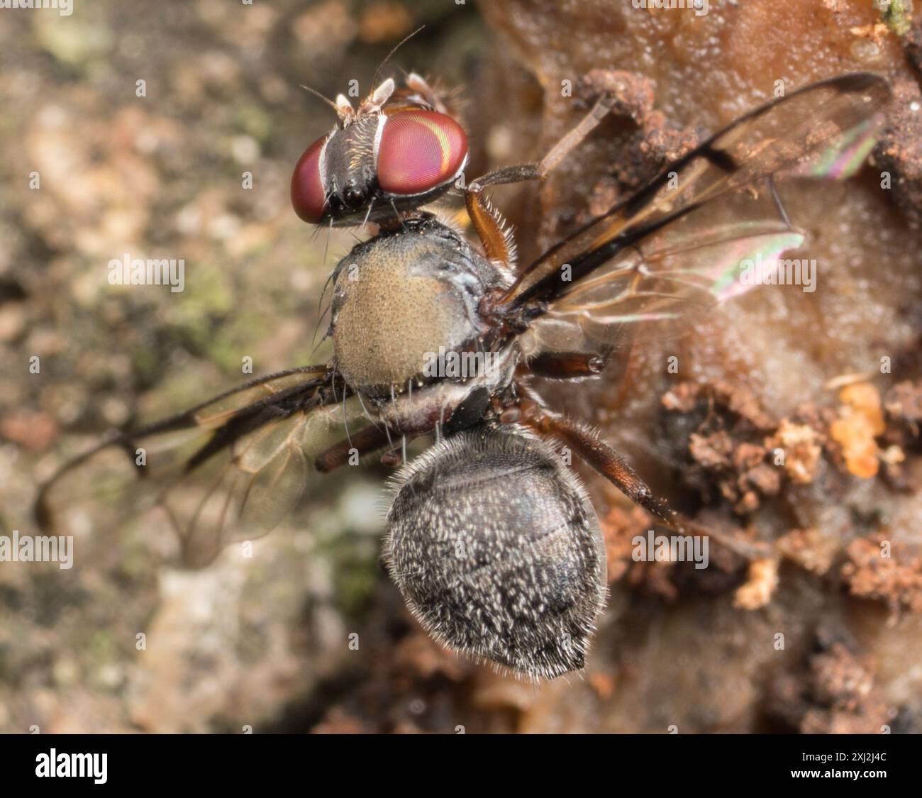 Boatman Fly (Pogonortalis doclea) Insecta Stock Photo - Alamy